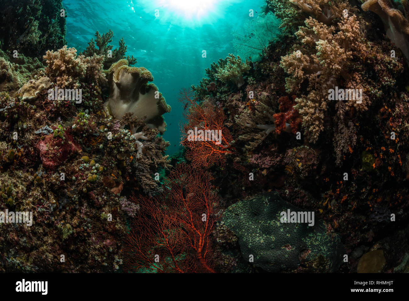 Underwater photographer in colorful reefscape hi-res stock photography ...