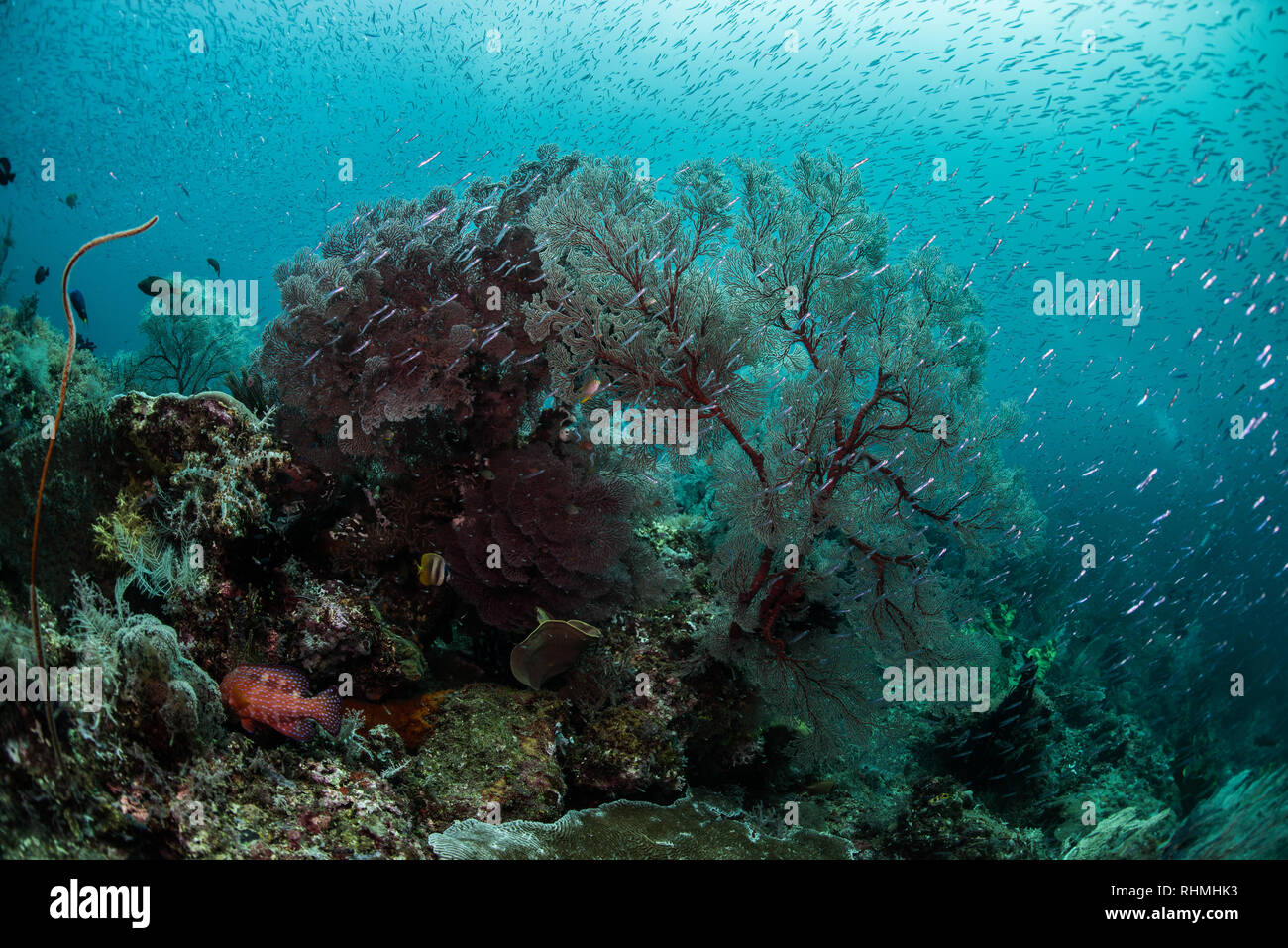 Underwater color, wide hi-res stock photography and images - Alamy