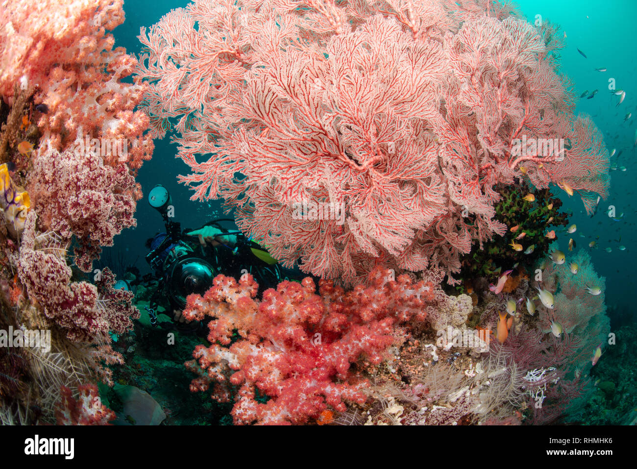 Diver reefscape hi-res stock photography and images - Alamy