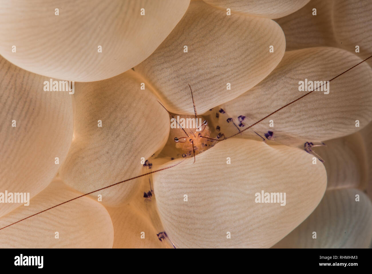 Pulau kalbur hi-res stock photography and images - Alamy