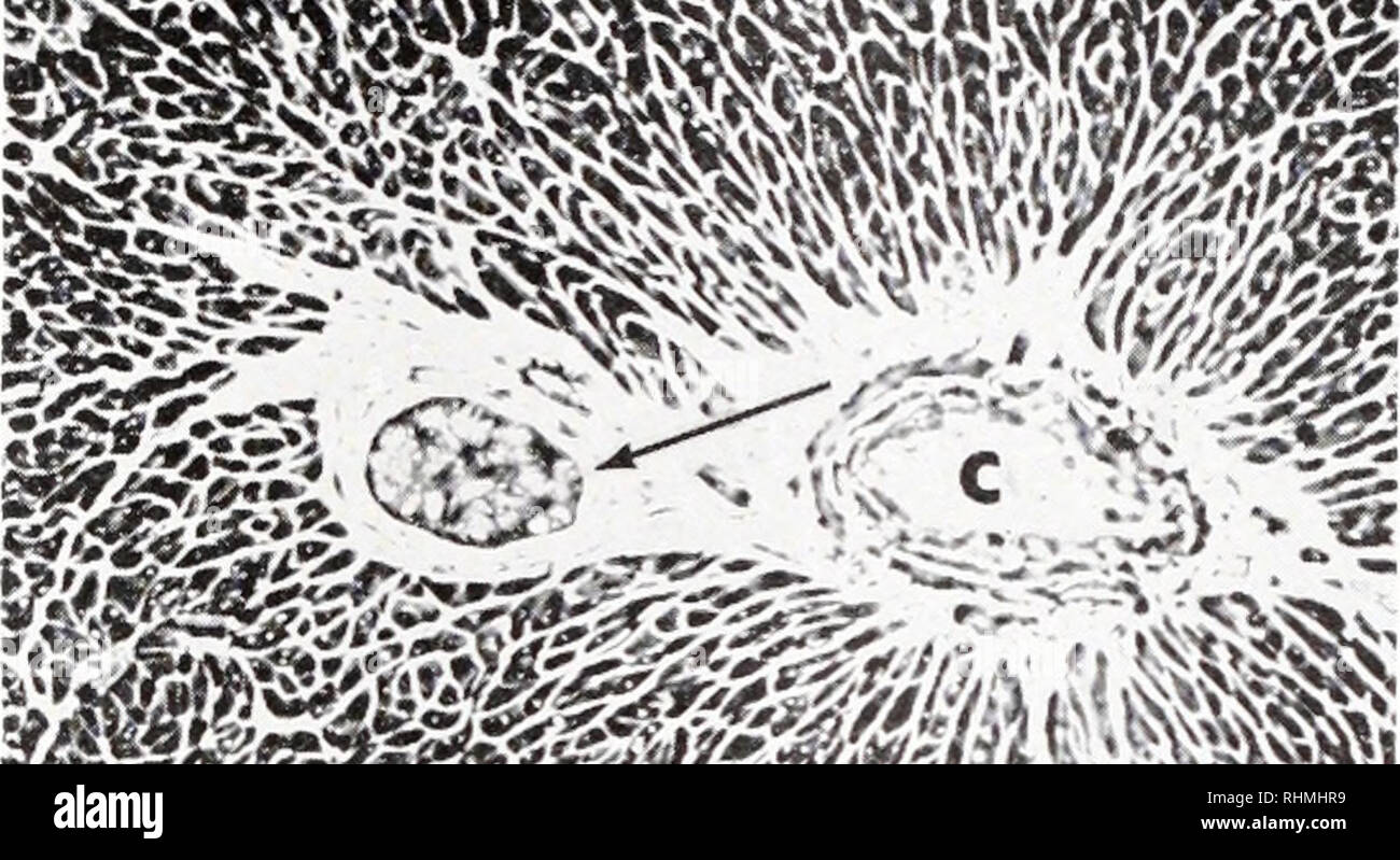 . The Biological bulletin. Biology; Zoology; Biology; Marine Biology ...