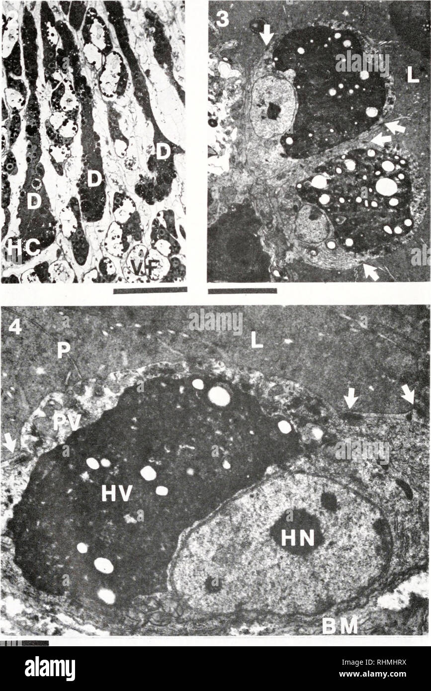 . The Biological bulletin. Biology; Zoology; Biology; Marine Biology ...