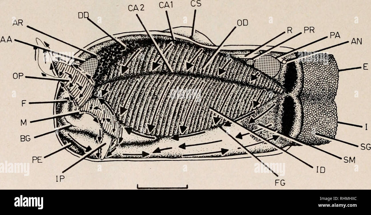 Brian cells hi-res stock photography and images - Alamy