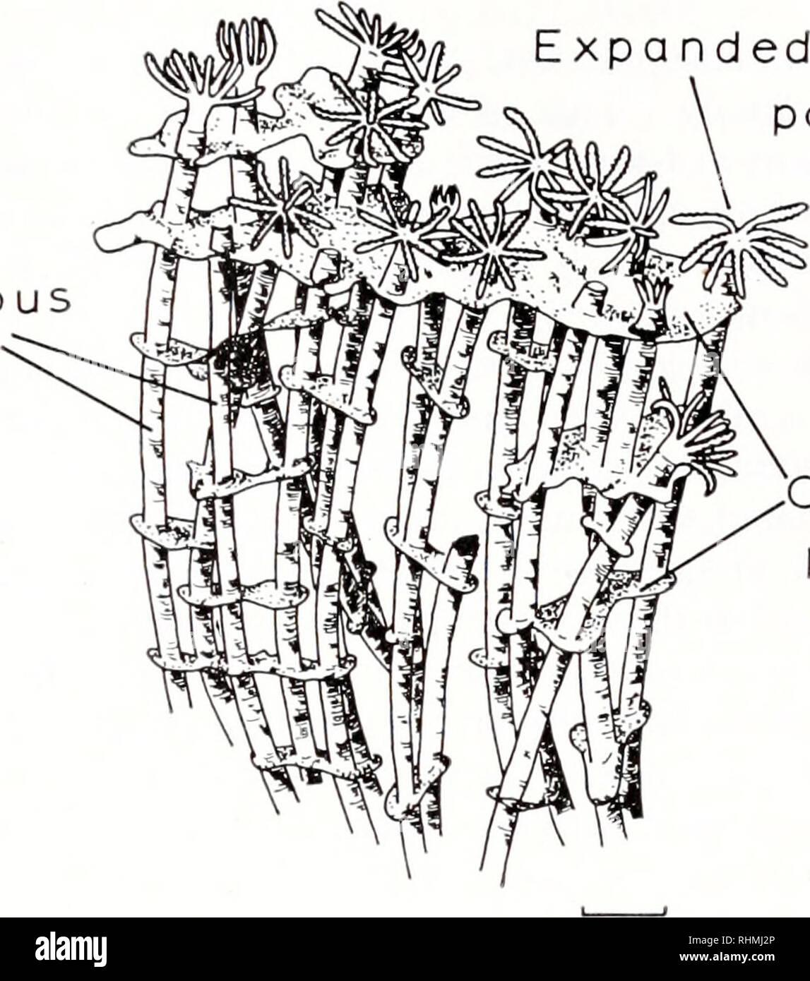 . The Biological bulletin. Biology; Zoology; Biology; Marine Biology ...