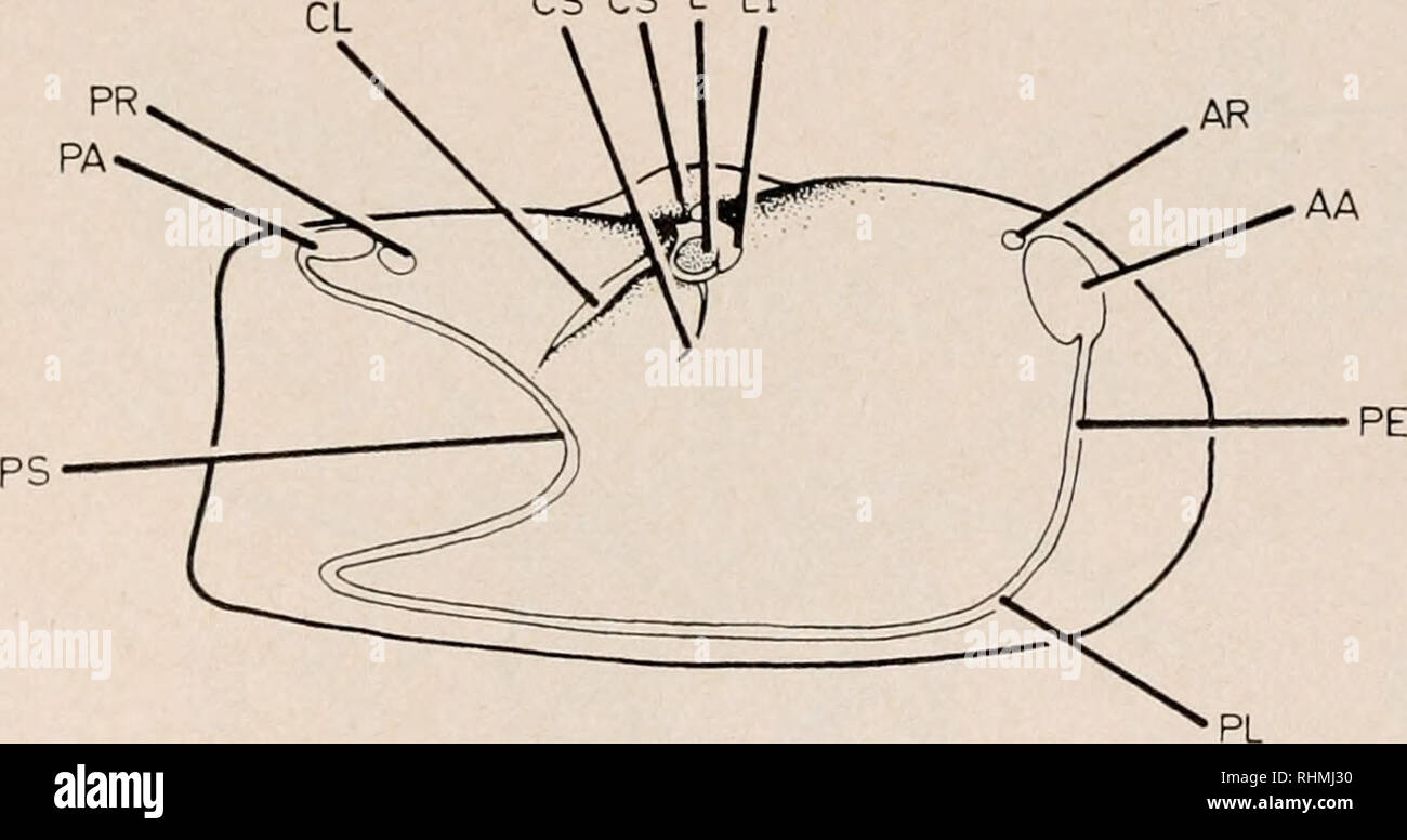 . The Biological bulletin. Biology; Zoology; Biology; Marine Biology ...