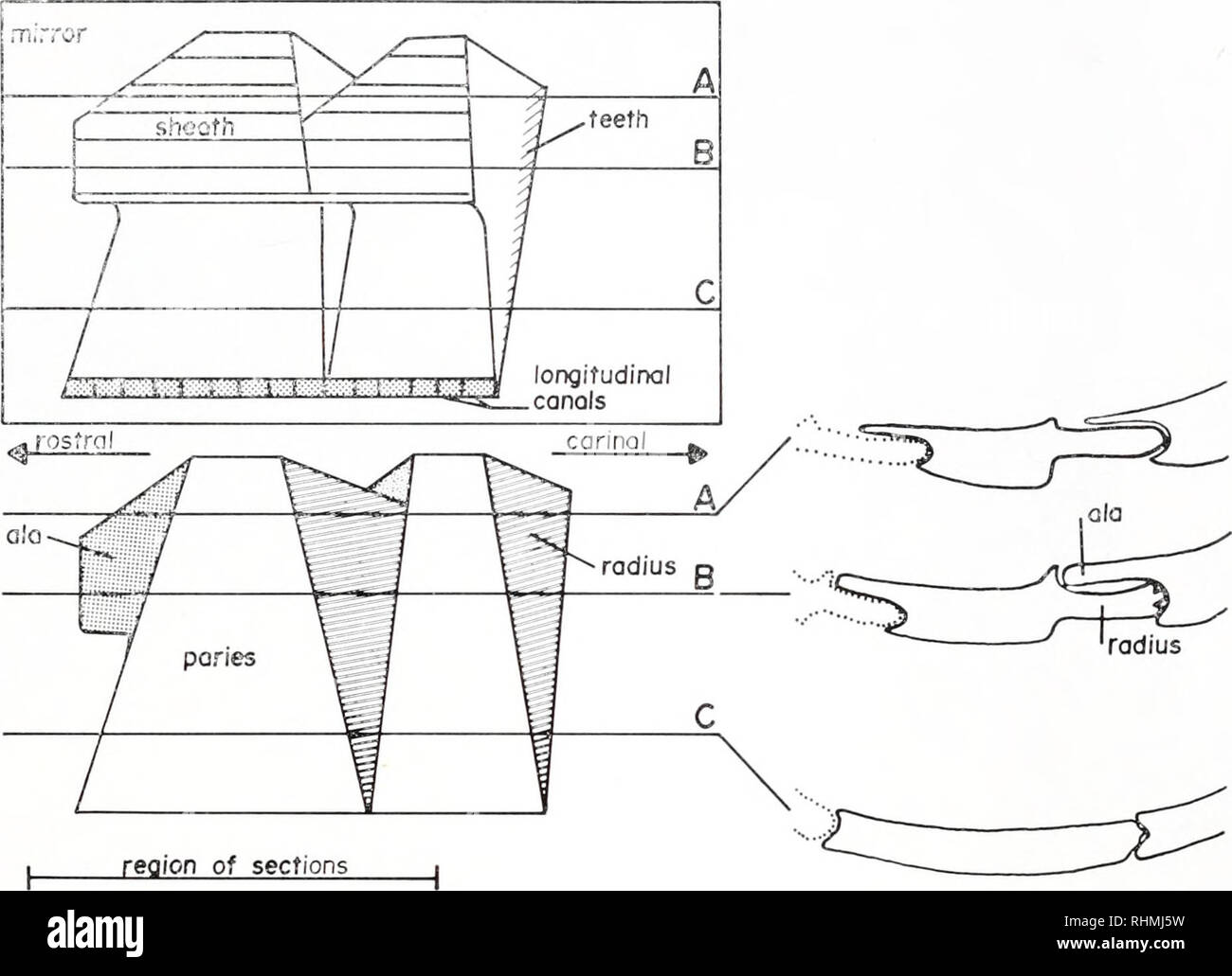 . The Biological bulletin. Biology; Zoology; Biology; Marine Biology ...