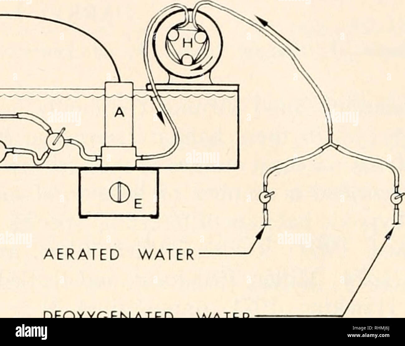 . The Biological bulletin. Biology; Zoology; Biology; Marine Biology ...