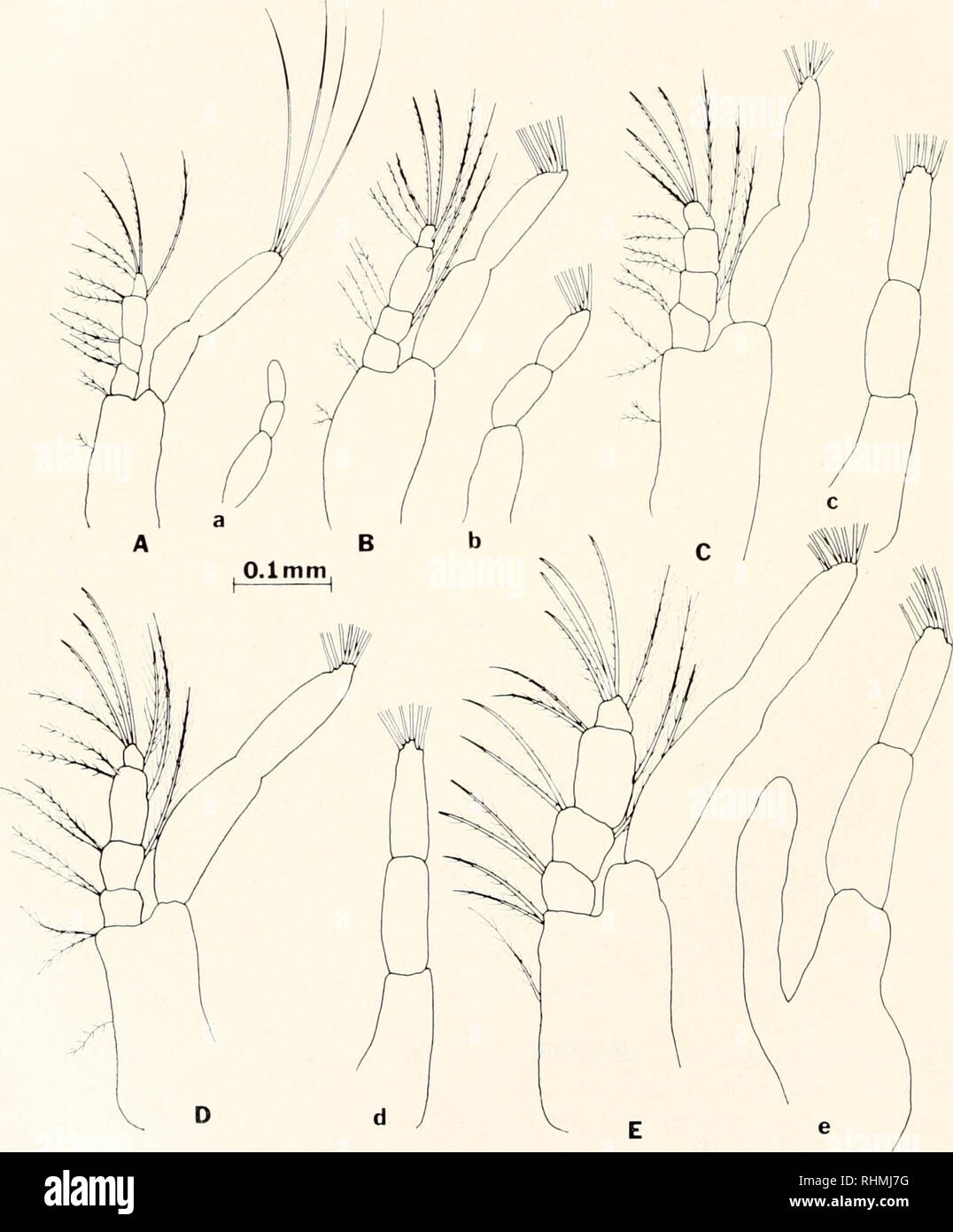 . The Biological bulletin. Biology; Zoology; Biology; Marine Biology ...