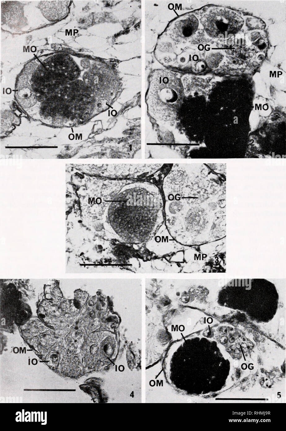 Azan stain hi-res stock photography and images - Alamy