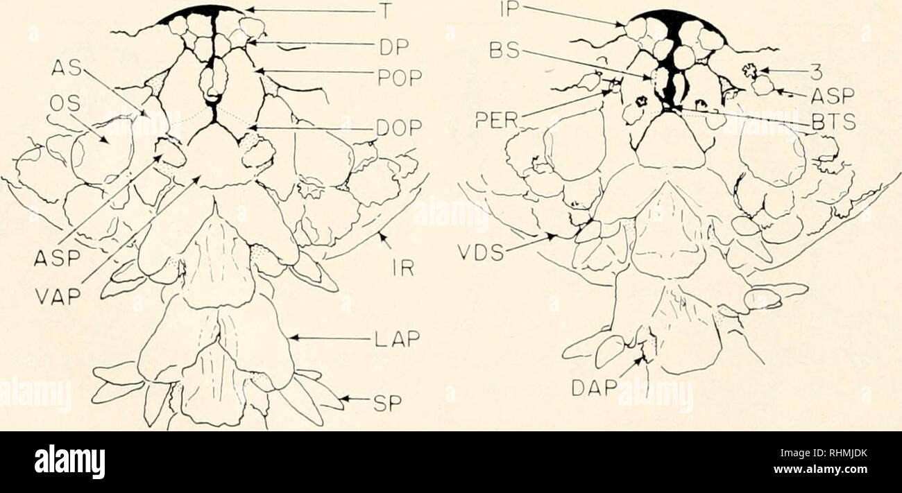 . The Biological bulletin. Biology; Zoology; Biology; Marine Biology ...