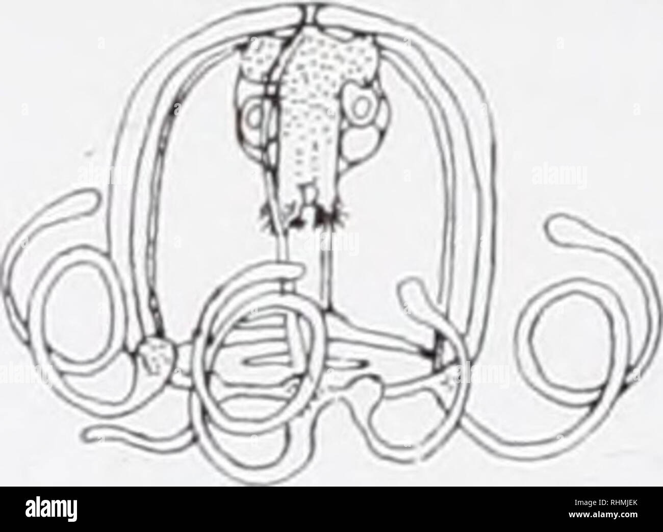 Hydroid crab hi-res stock photography and images - Alamy