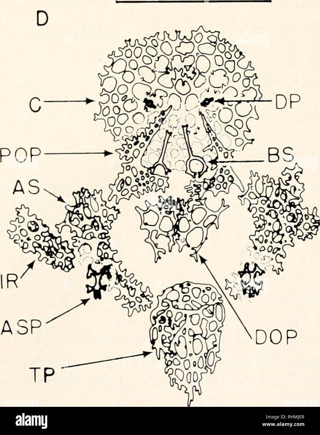 . The Biological bulletin. Biology; Zoology; Biology; Marine Biology ...