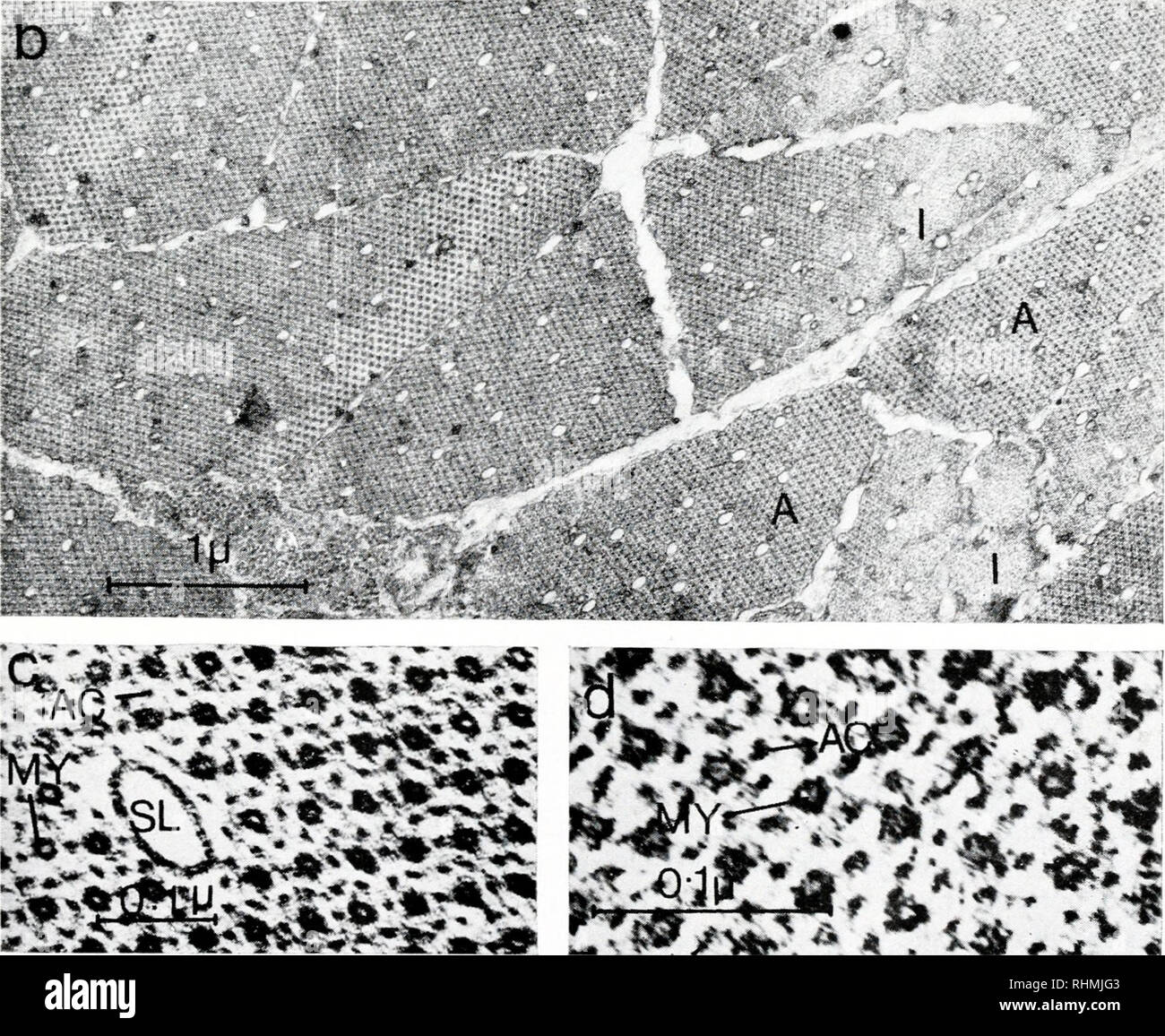 . The Biological bulletin. Biology; Zoology; Biology; Marine Biology ...