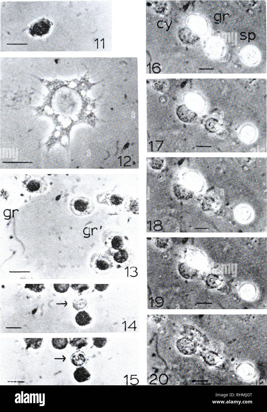 . The Biological bulletin. Biology; Zoology; Biology; Marine Biology ...