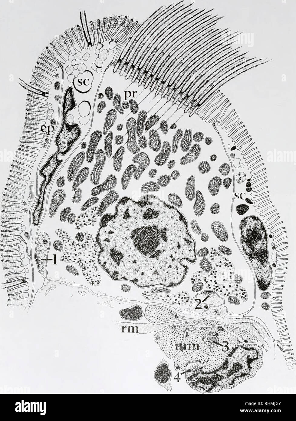 Ciliated epithelial cell hi-res stock photography and images - Alamy