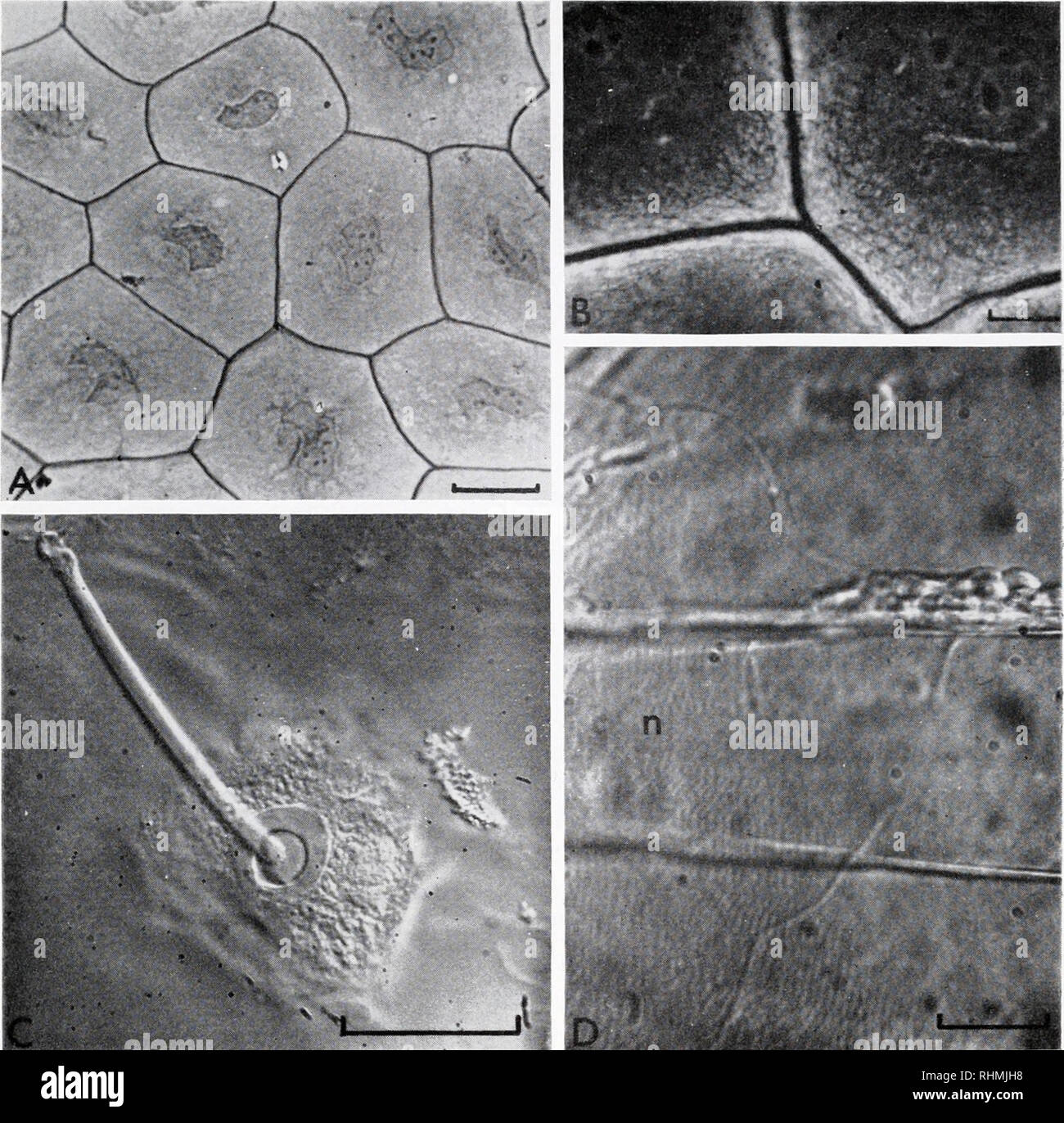 . The Biological bulletin. Biology; Zoology; Biology; Marine Biology ...