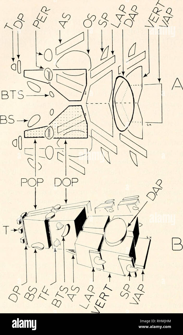 Stippled plate hi-res stock photography and images - Alamy