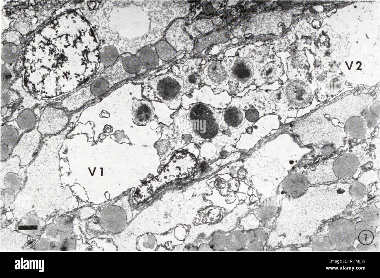 . The Biological bulletin. Biology; Zoology; Biology; Marine Biology ...