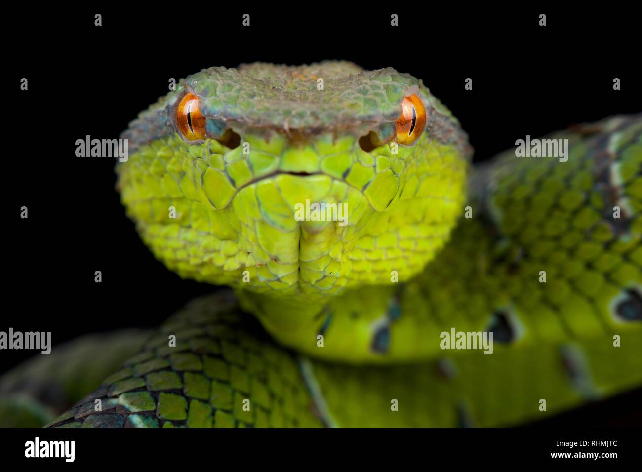 An arboreal temple viper hi-res stock photography and images - Alamy