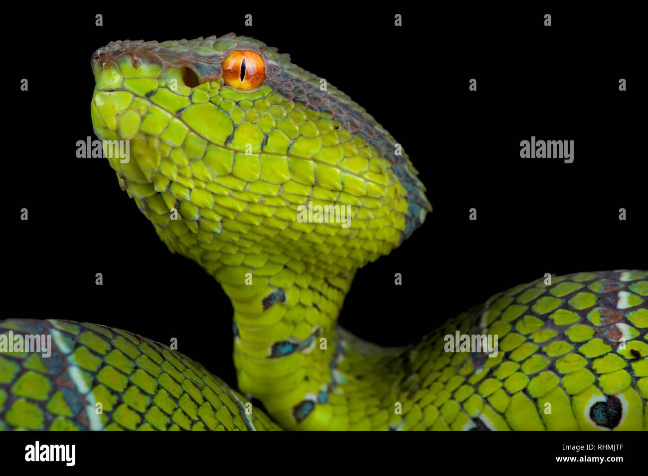 Philippine temple pitviper hi-res stock photography and images - Alamy