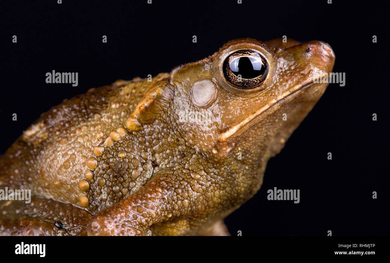 Peruvian helmeted toad hi-res stock photography and images - Alamy