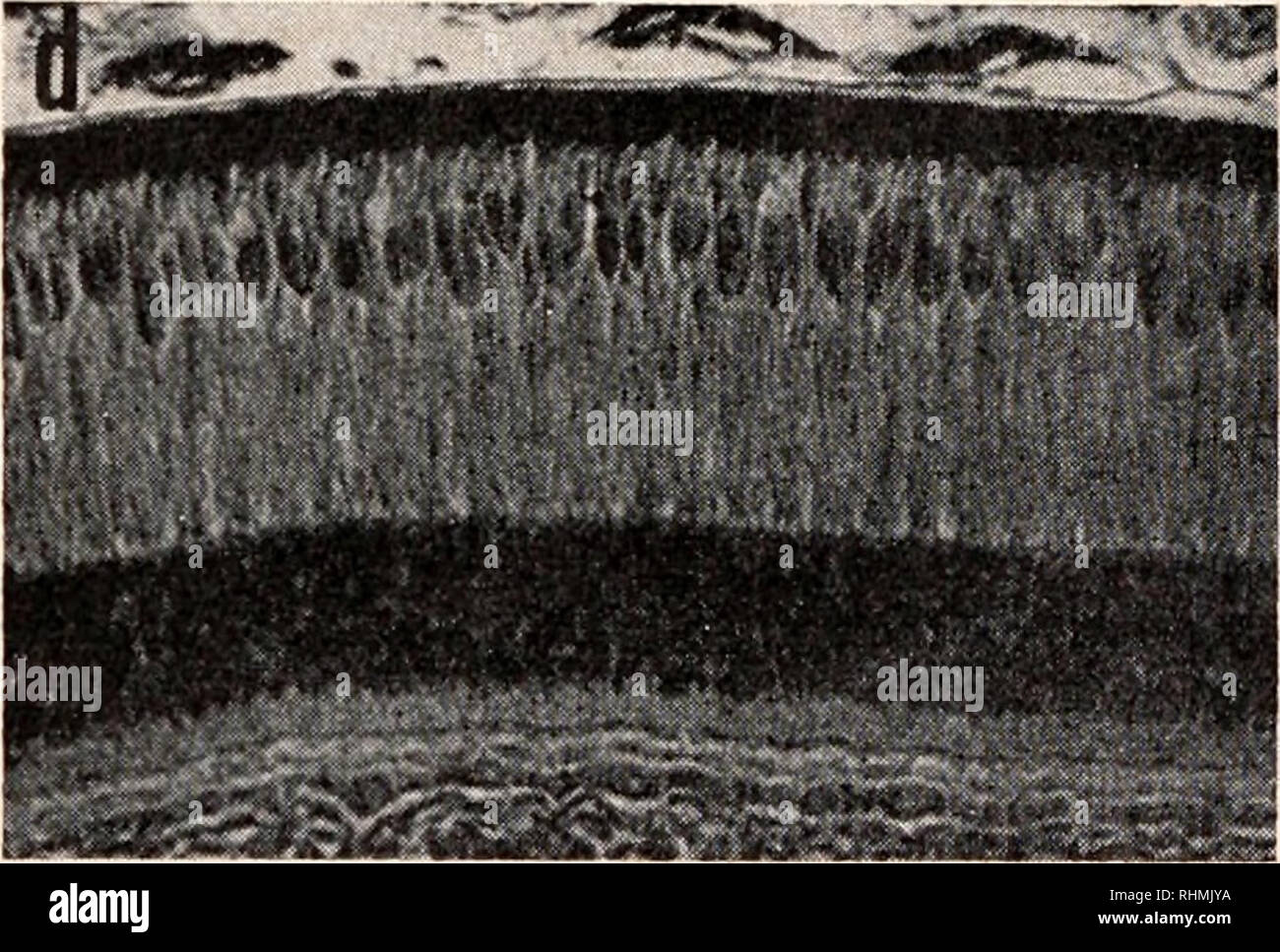 . The Biological bulletin. Biology; Zoology; Biology; Marine Biology ...