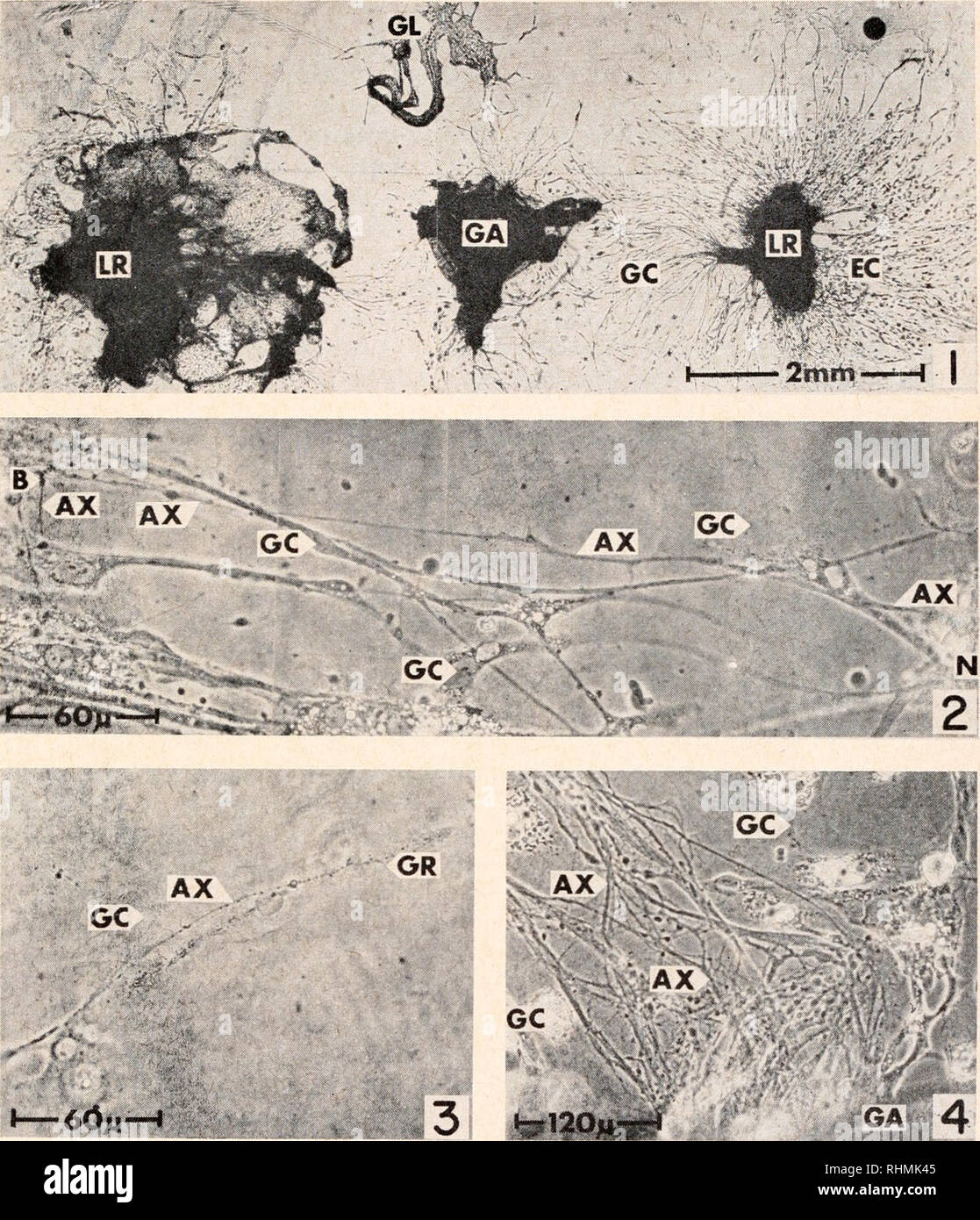 . The Biological bulletin. Biology; Zoology; Biology; Marine Biology ...
