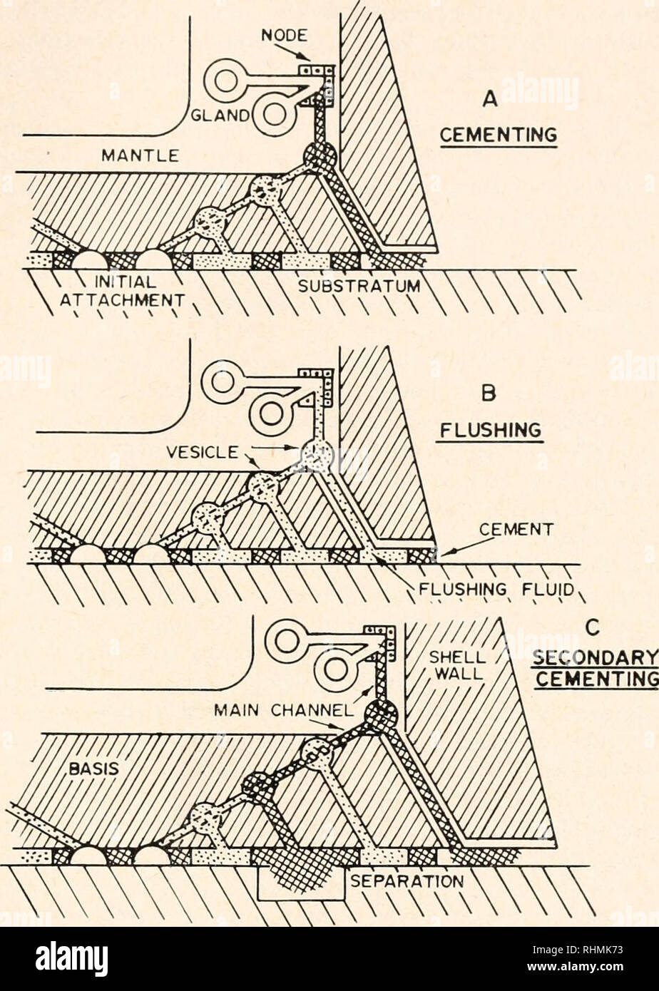 . The Biological bulletin. Biology; Zoology; Biology; Marine Biology ...