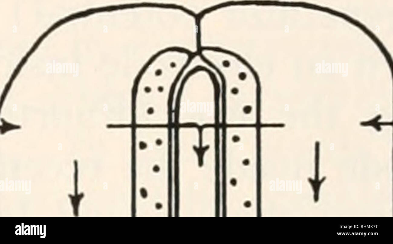 Rhabdomeres hi-res stock photography and images - Alamy