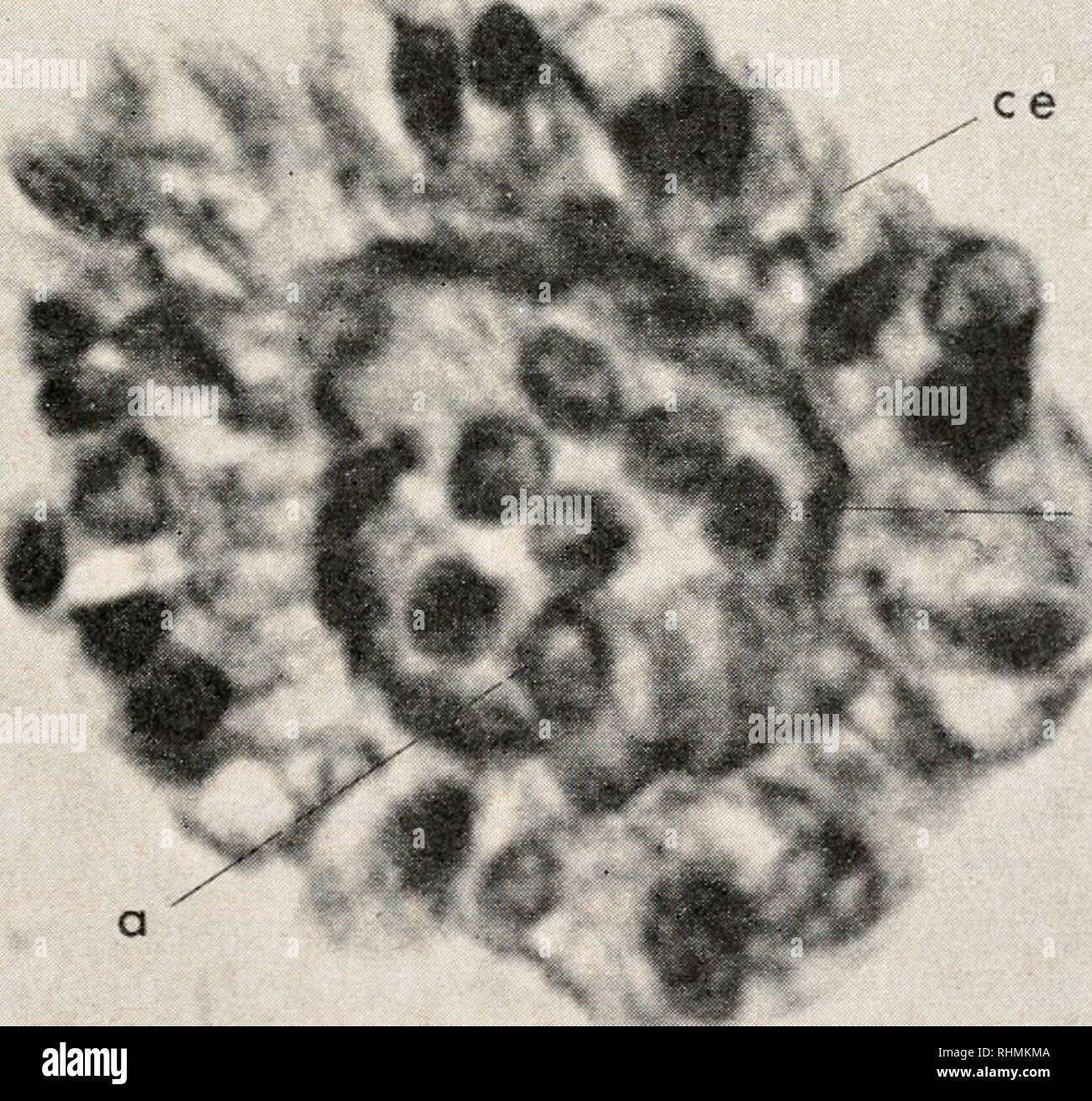 Coelomic Epithelium High Resolution Stock Photography and Images - Alamy
