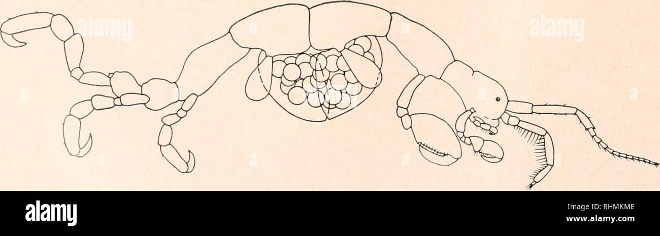 . The Biological bulletin. Biology; Zoology; Biology; Marine Biology ...