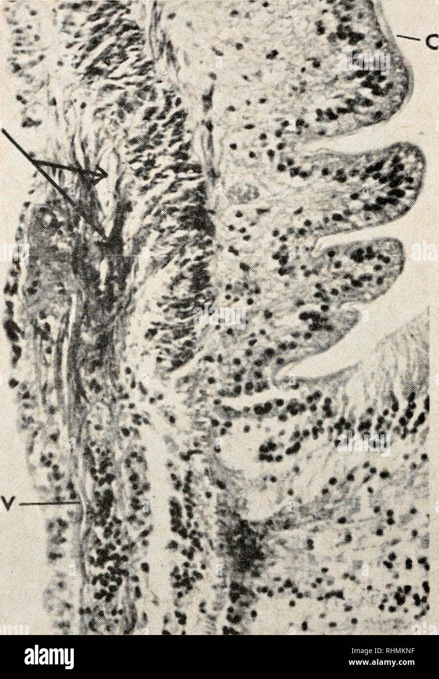 Epithelial cells junction hi-res stock photography and images - Alamy