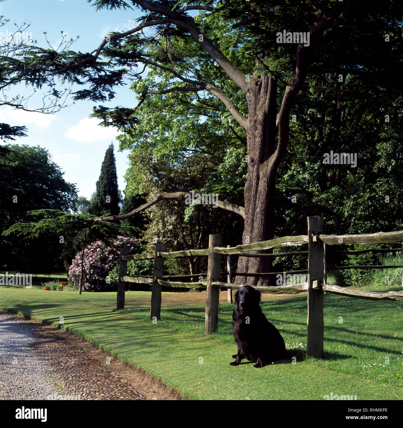 Black Labrador dog sitting beside rustic fence in large garden Stock ...