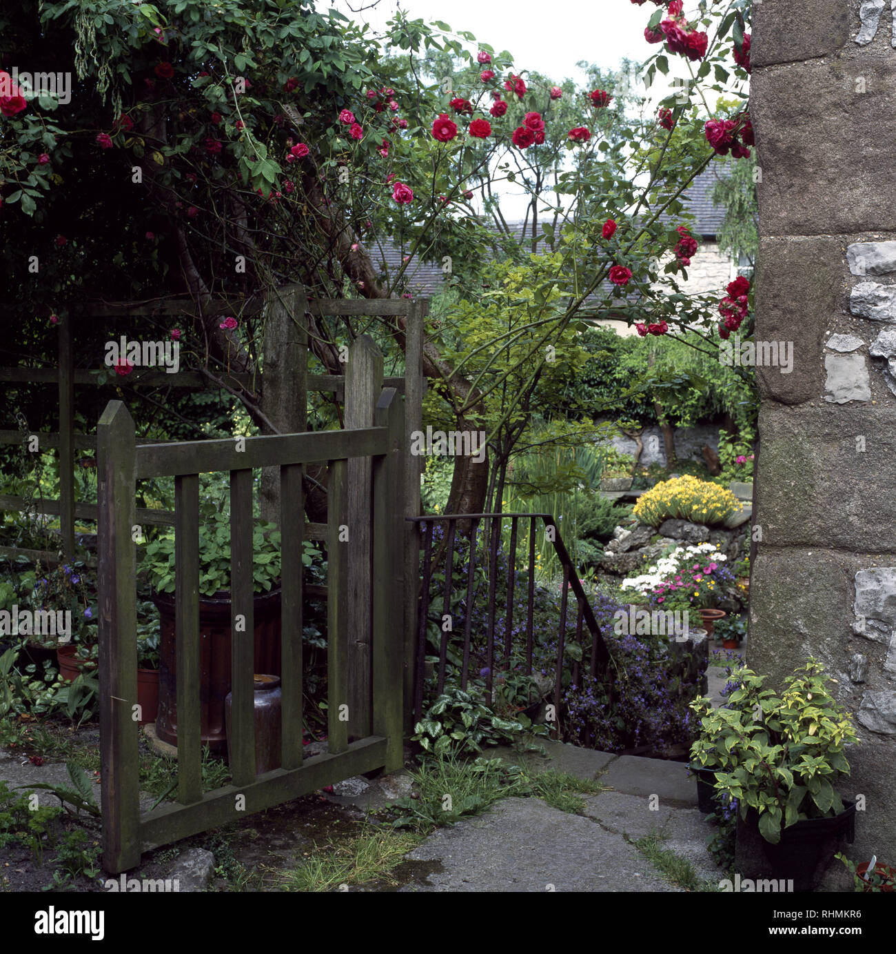Red roses above open gate and stone steps Stock Photo - Alamy