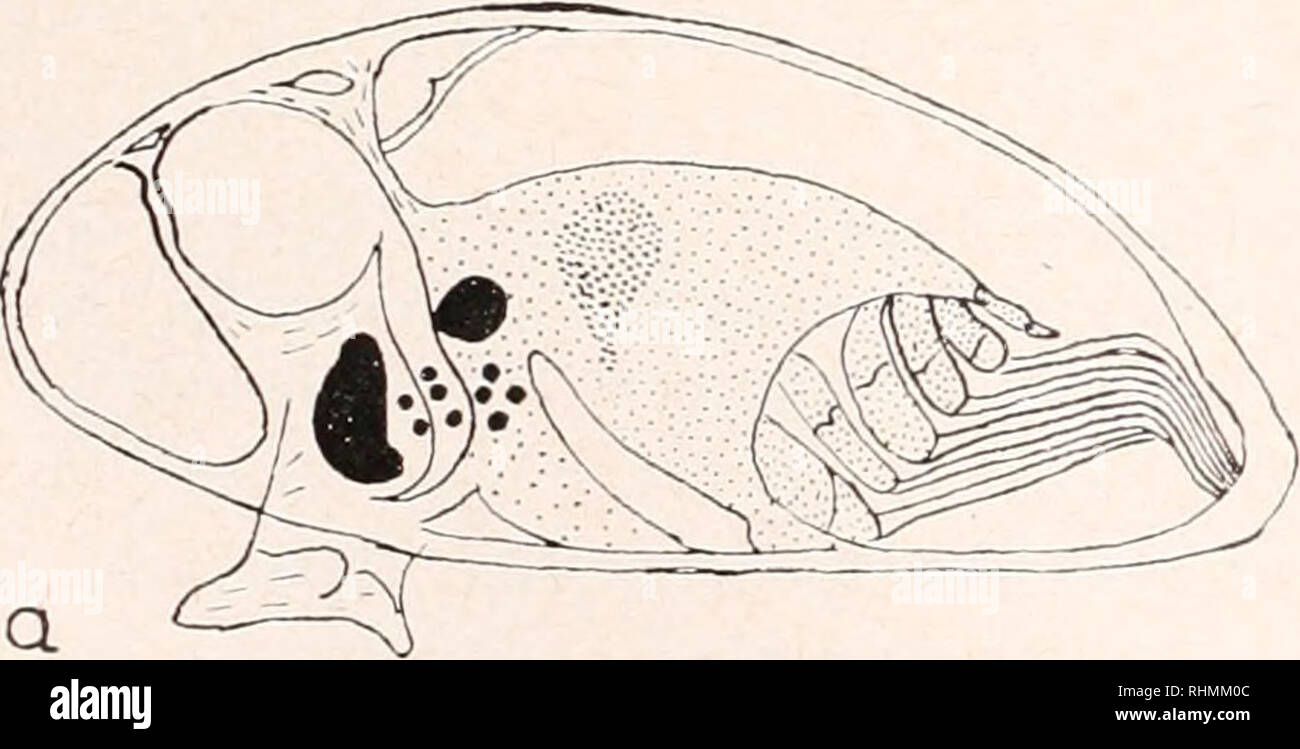 Barnacle larvae hi-res stock photography and images - Alamy