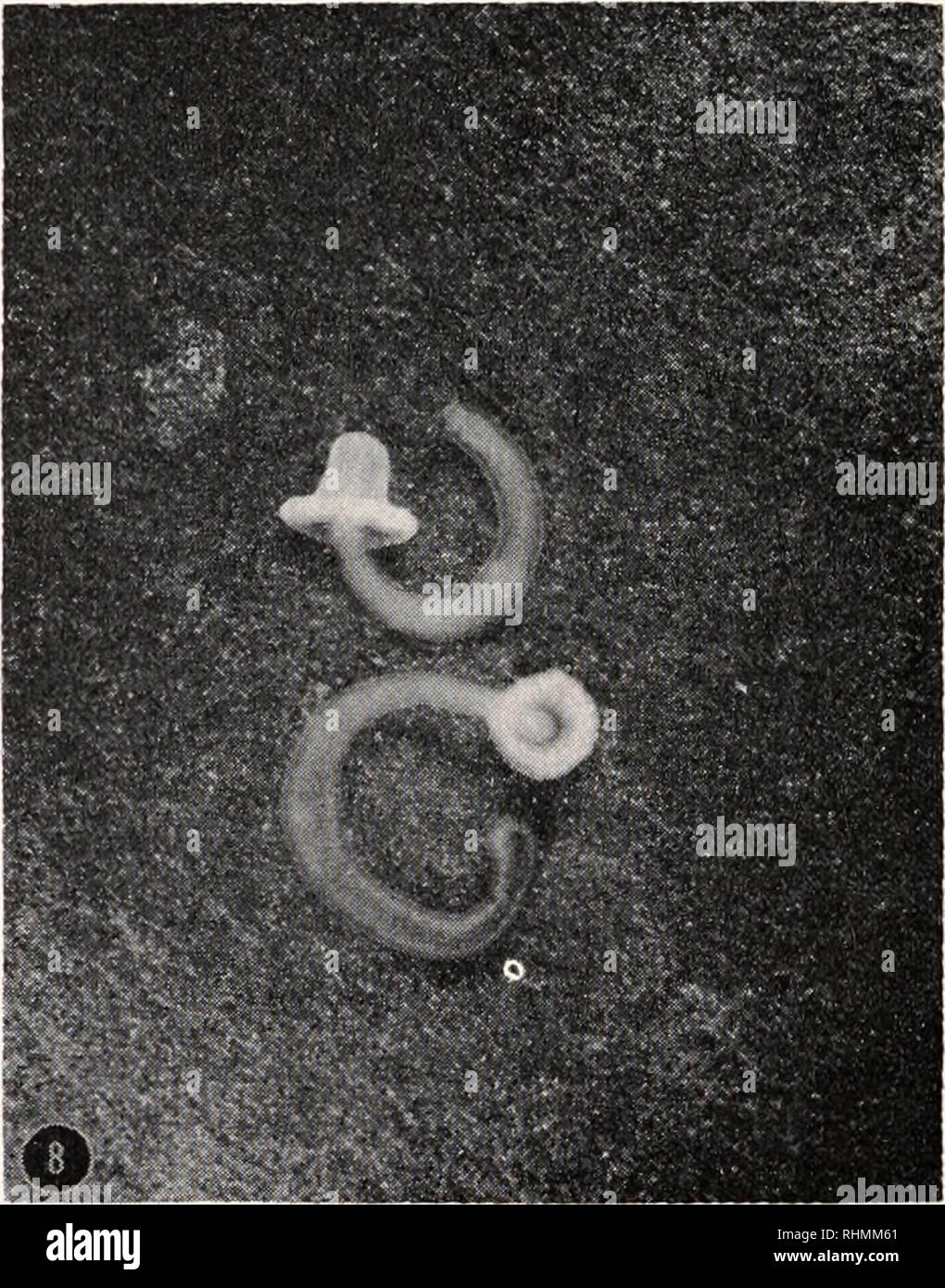 Gastrozooid hi-res stock photography and images - Alamy