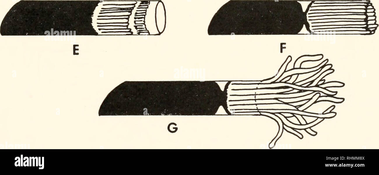 . The Biological bulletin. Biology; Zoology; Biology; Marine Biology ...