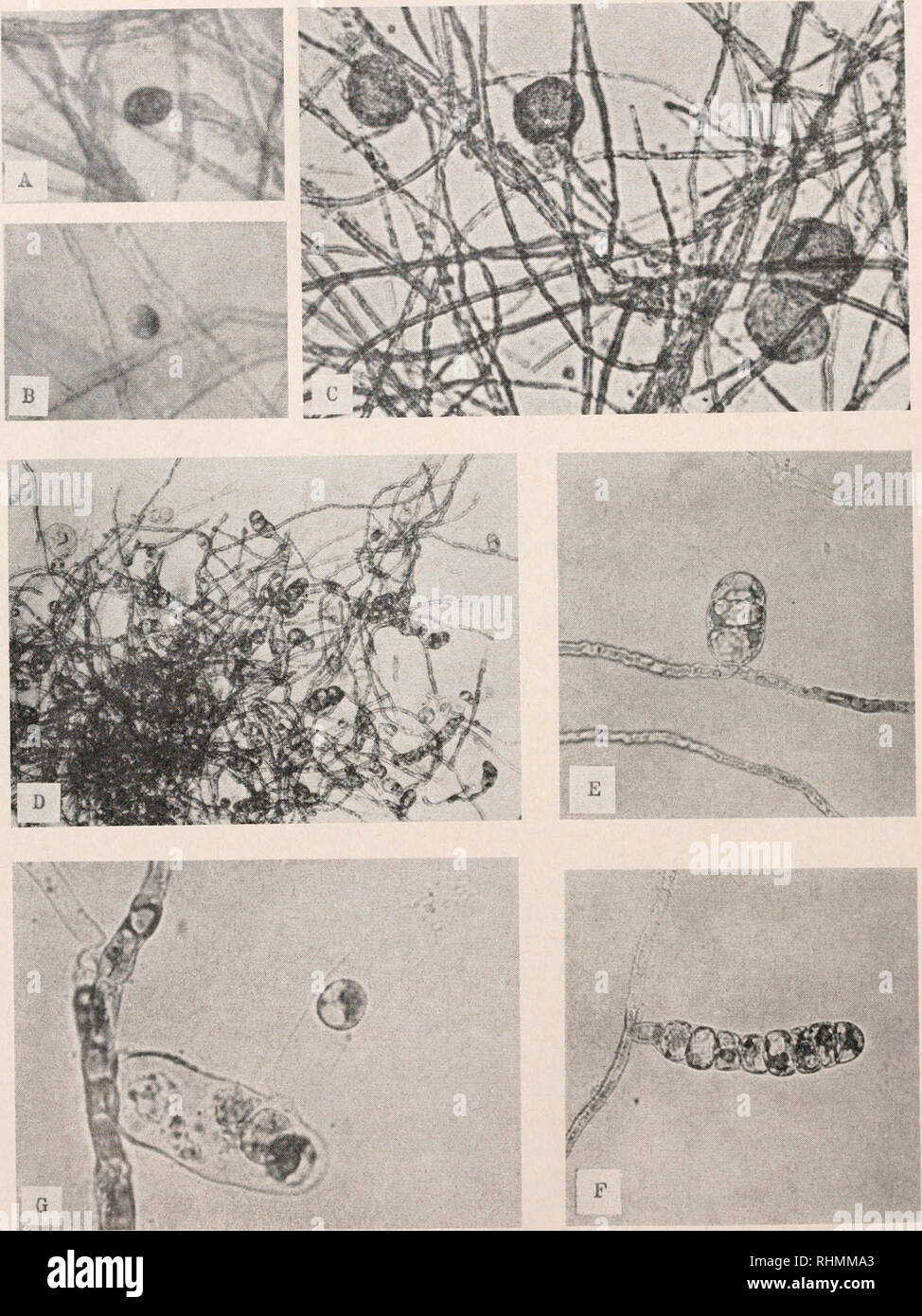 Strawberry conch hi-res stock photography and images - Alamy