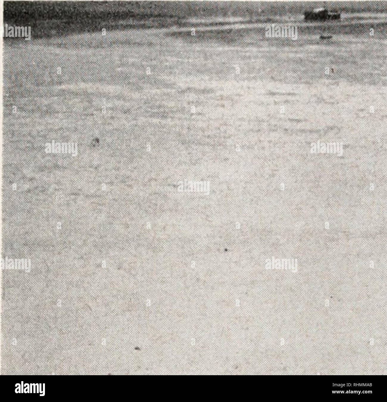 . The Biological bulletin. Biology; Zoology; Biology; Marine Biology ...