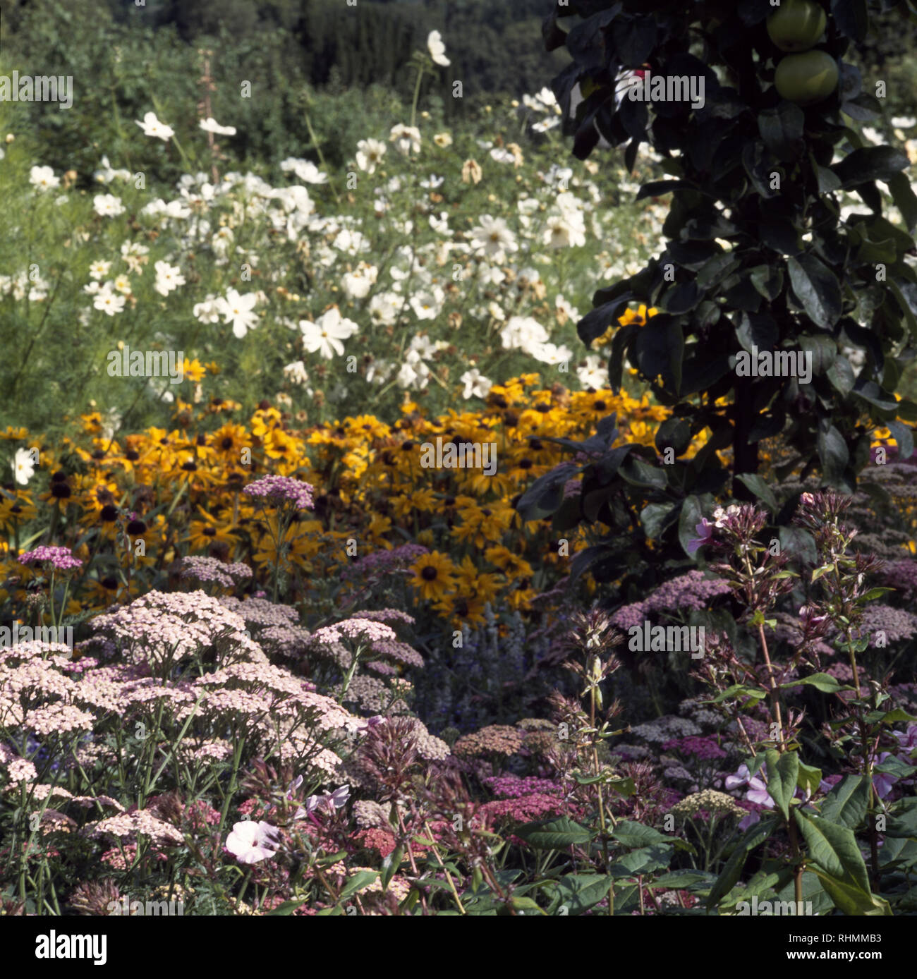 Border with pink achillea with white cosmos and yellow rudbeckia Stock ...