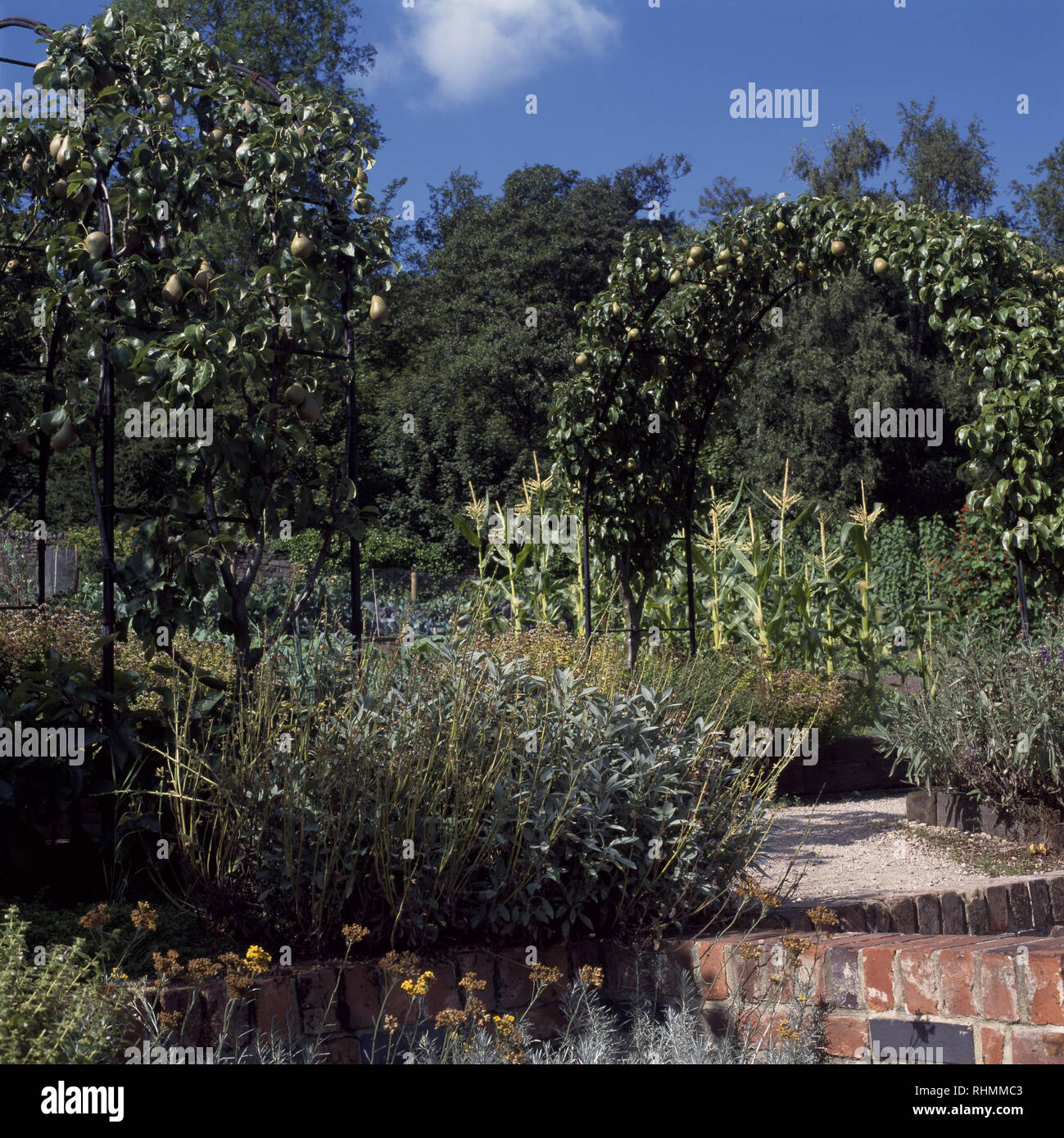 Cordon pears hi-res stock photography and images - Alamy