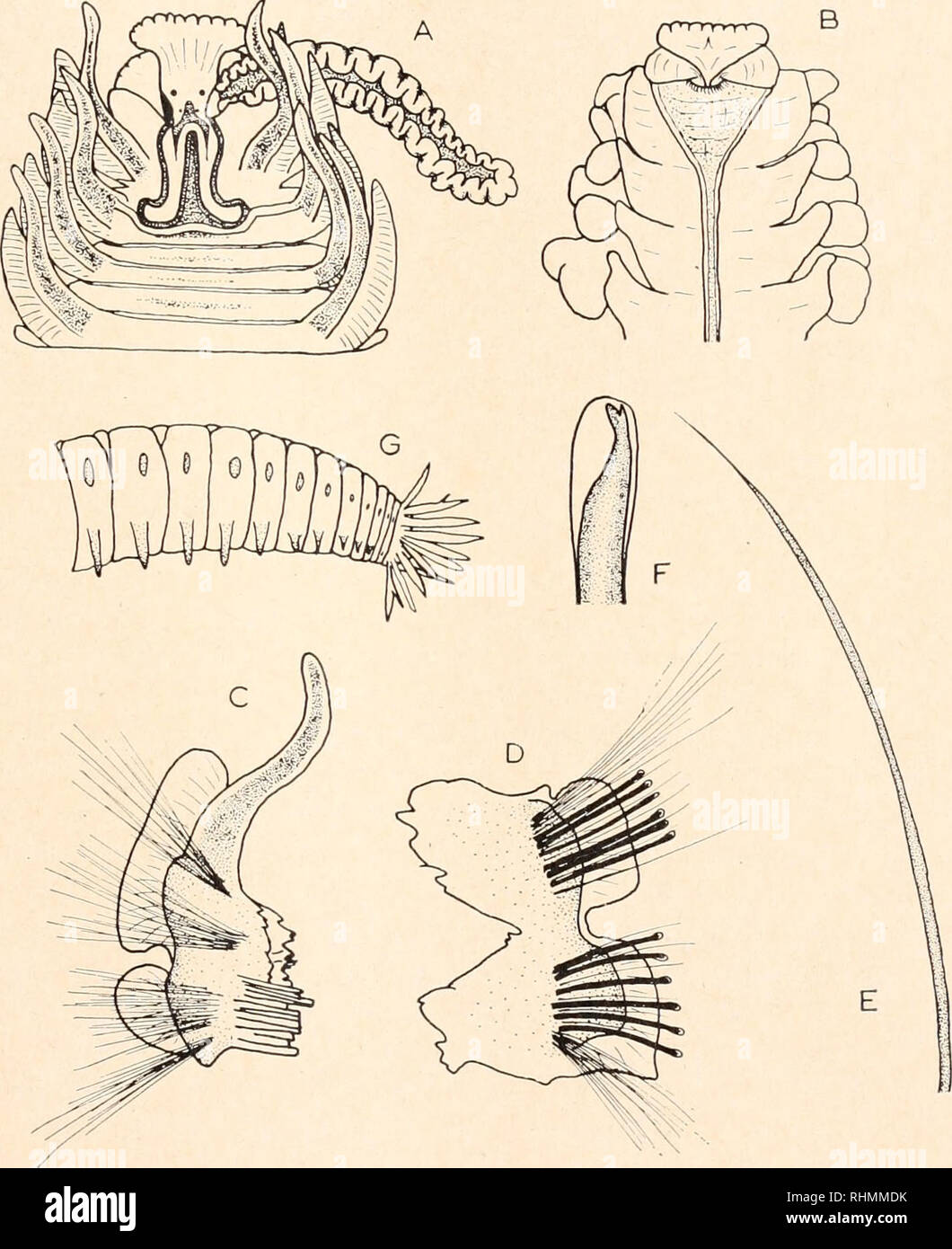 . The Biological bulletin. Biology; Zoology; Biology; Marine Biology ...