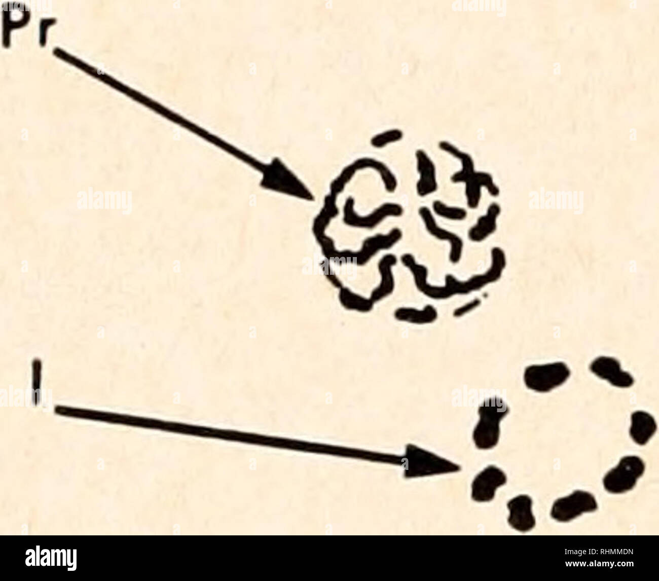 . The Biological bulletin. Biology; Zoology; Biology; Marine Biology ...
