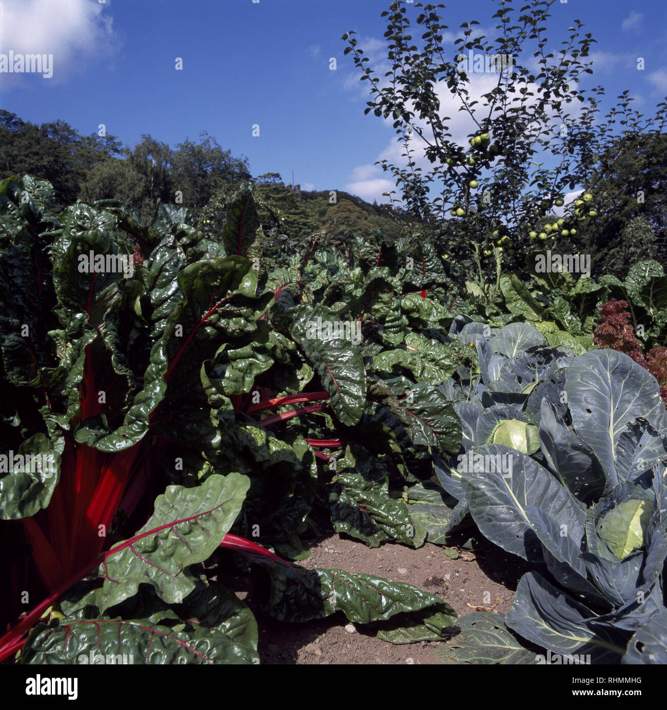Close up green cabbages in hi-res stock photography and images - Alamy