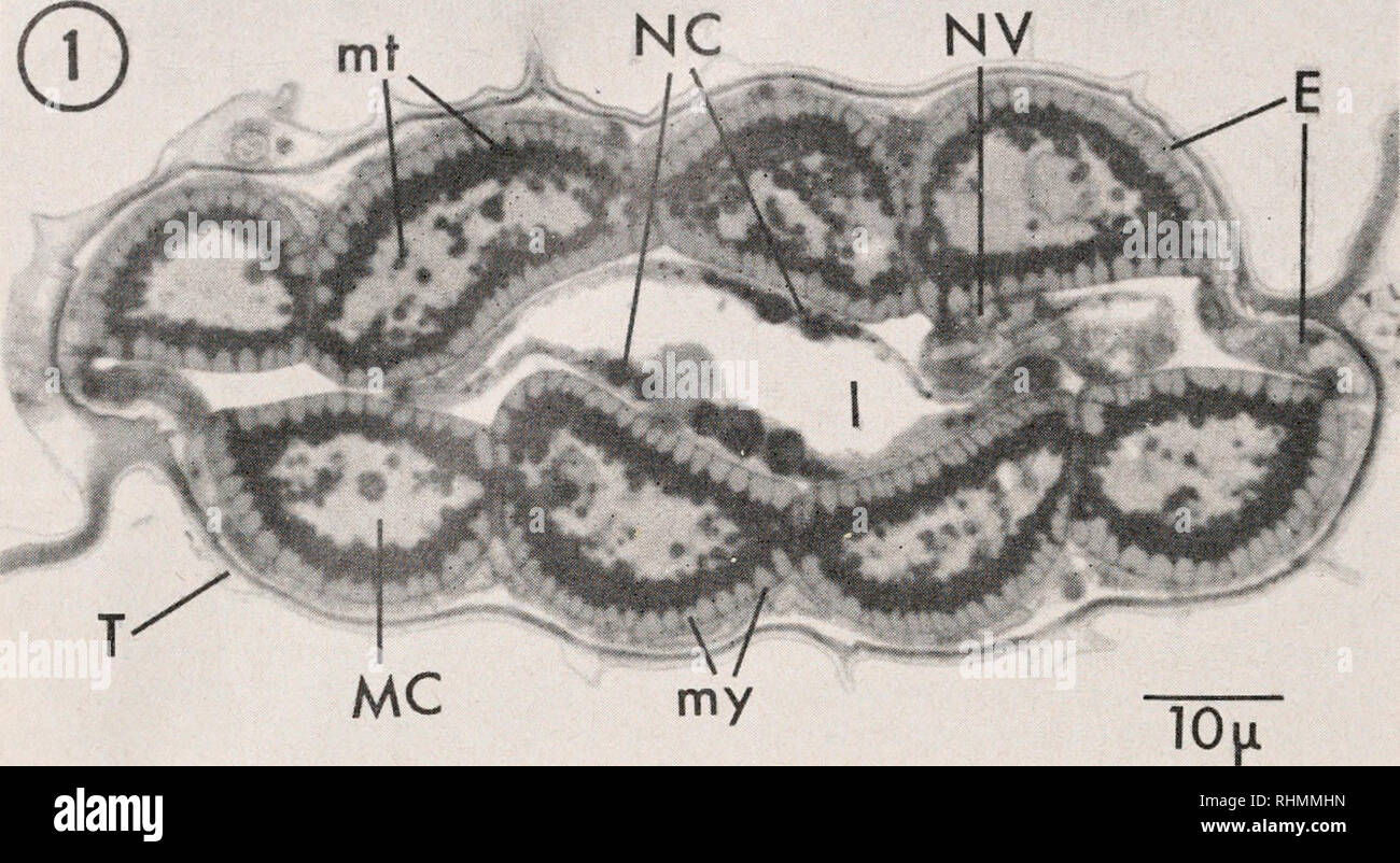 . The Biological bulletin. Biology; Zoology; Biology; Marine Biology ...