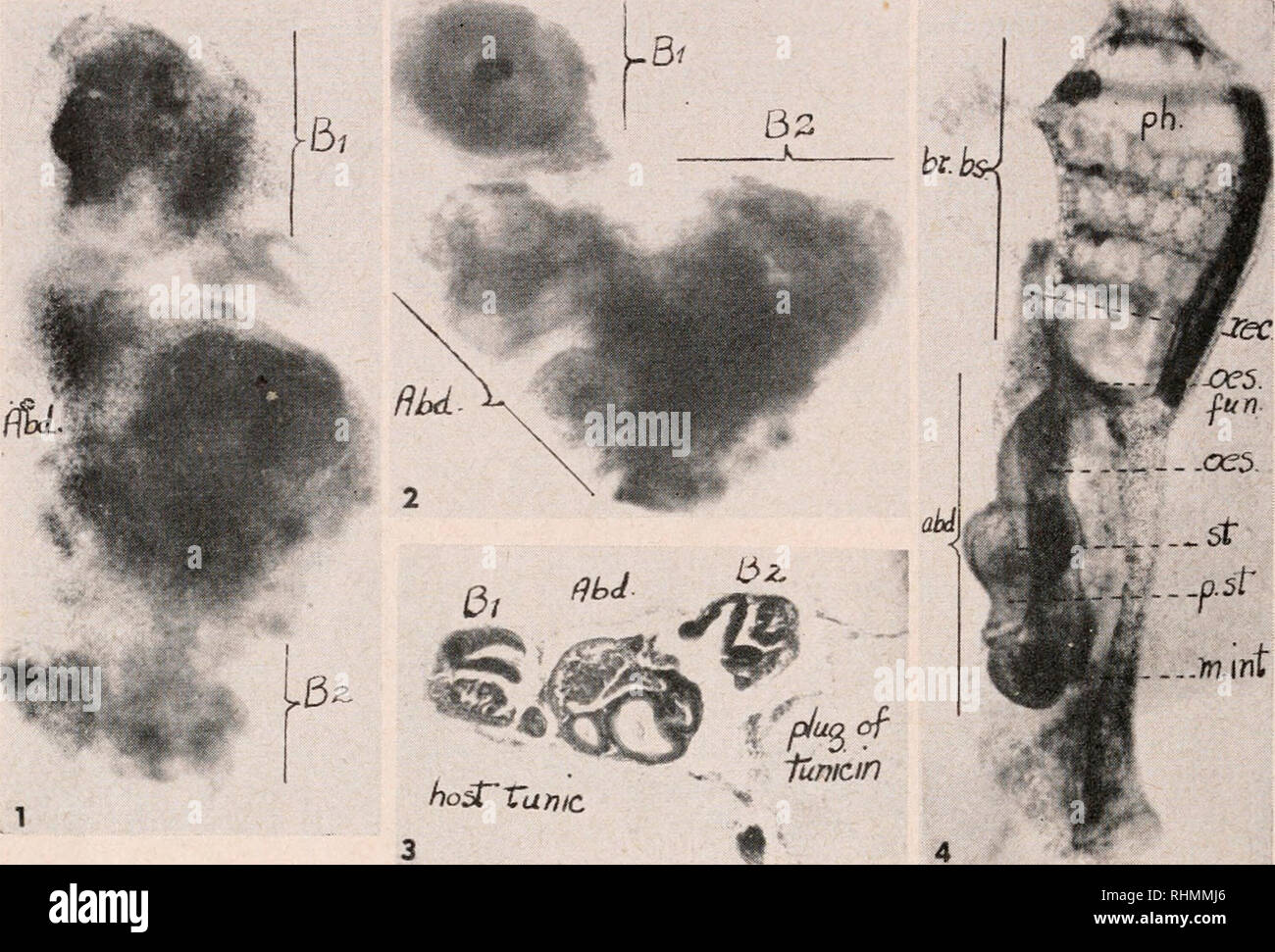 Visible gill structures hi-res stock photography and images - Alamy