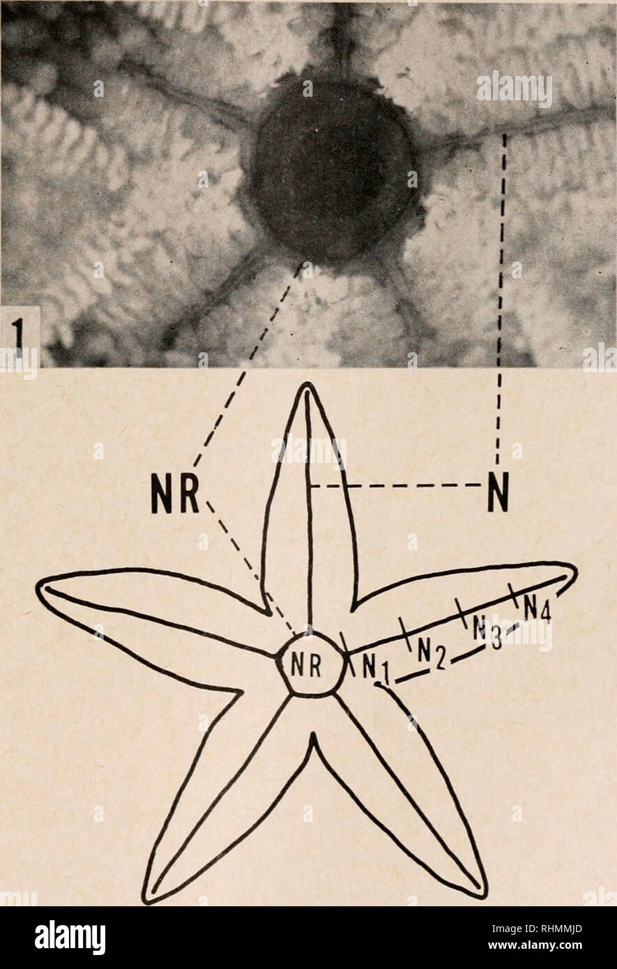 Chaet hi-res stock photography and images - Alamy