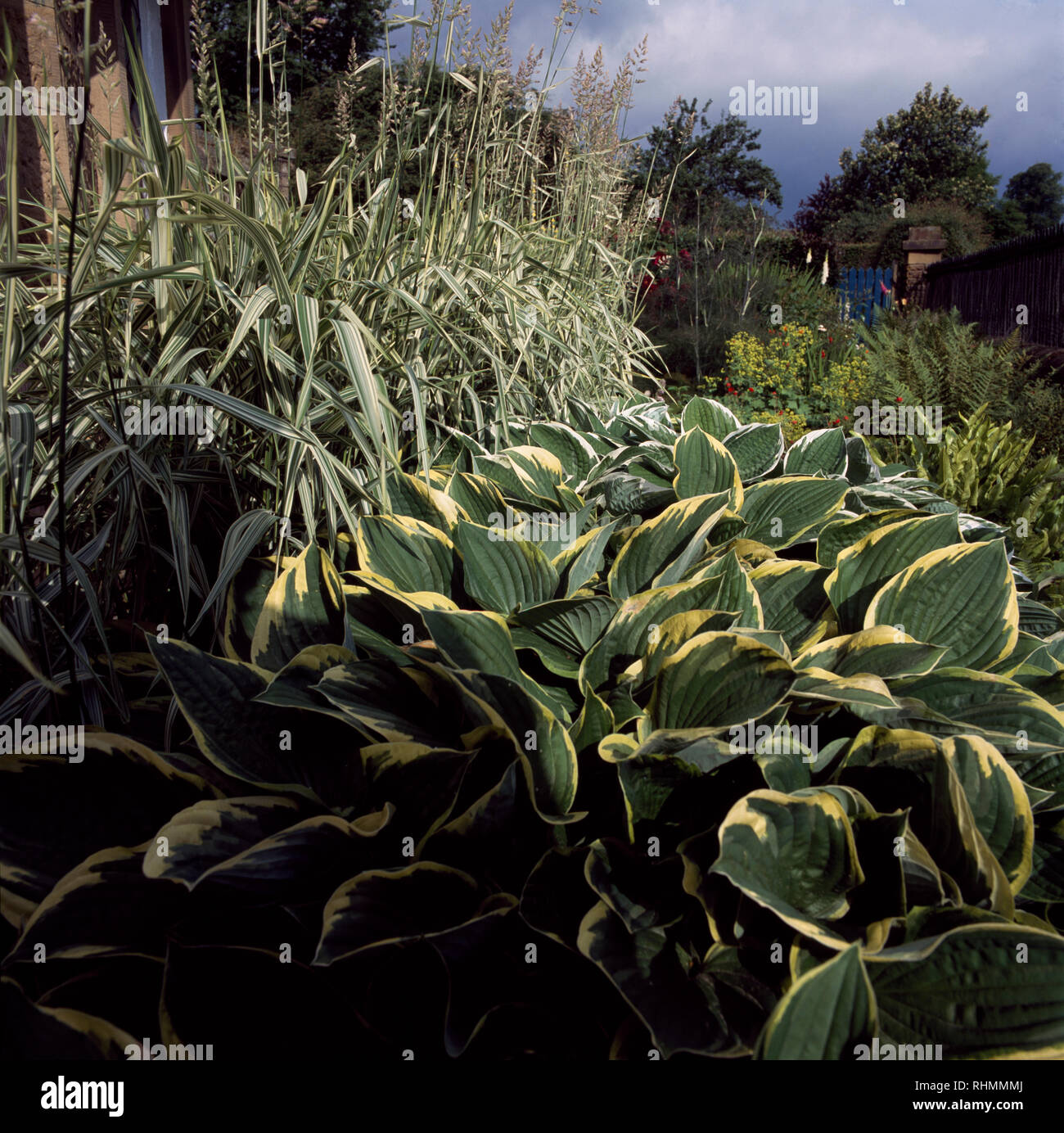 Variegated grasses hi-res stock photography and images - Alamy