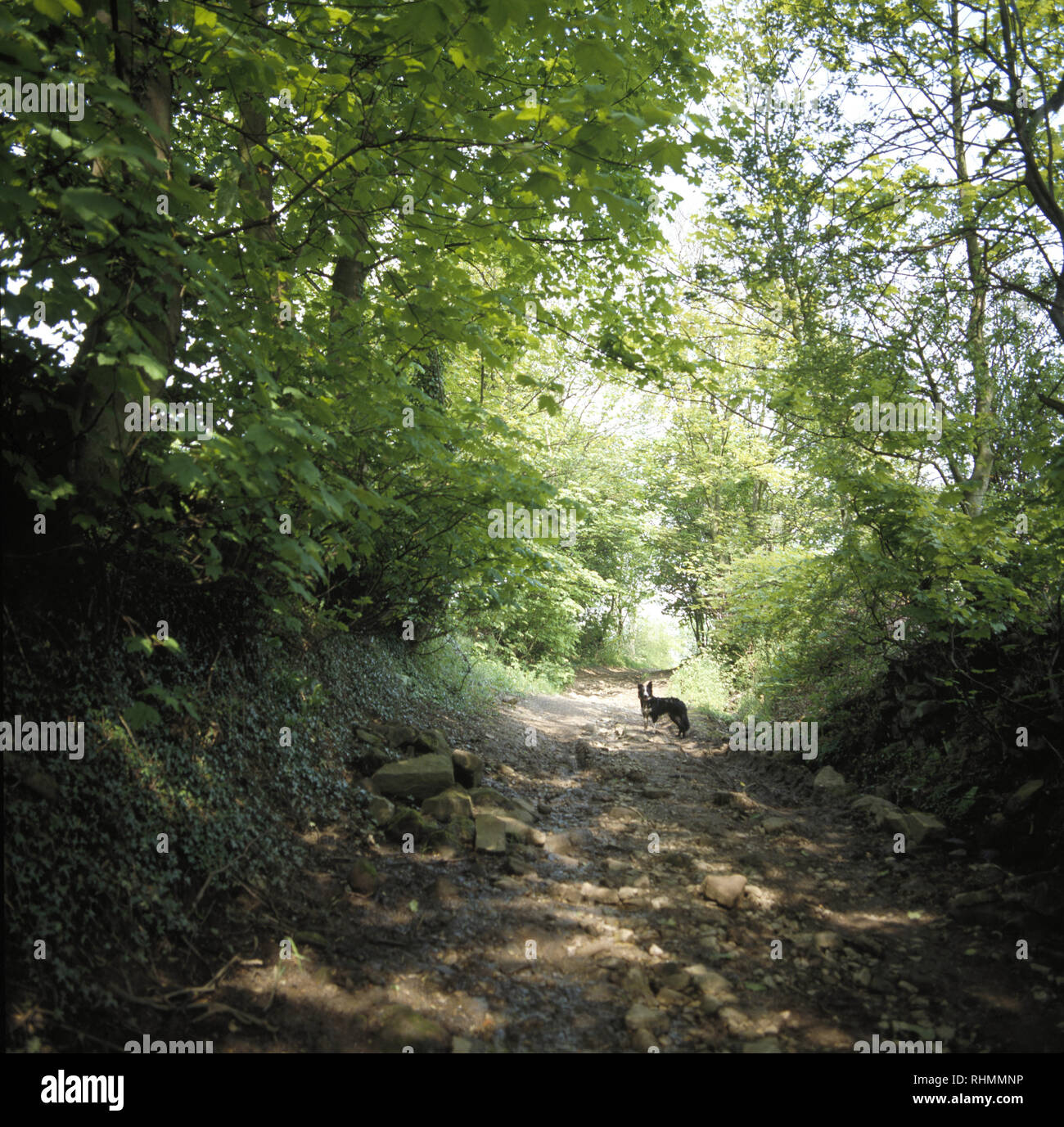 Dog standing in country lane shaded by trees Stock Photo - Alamy