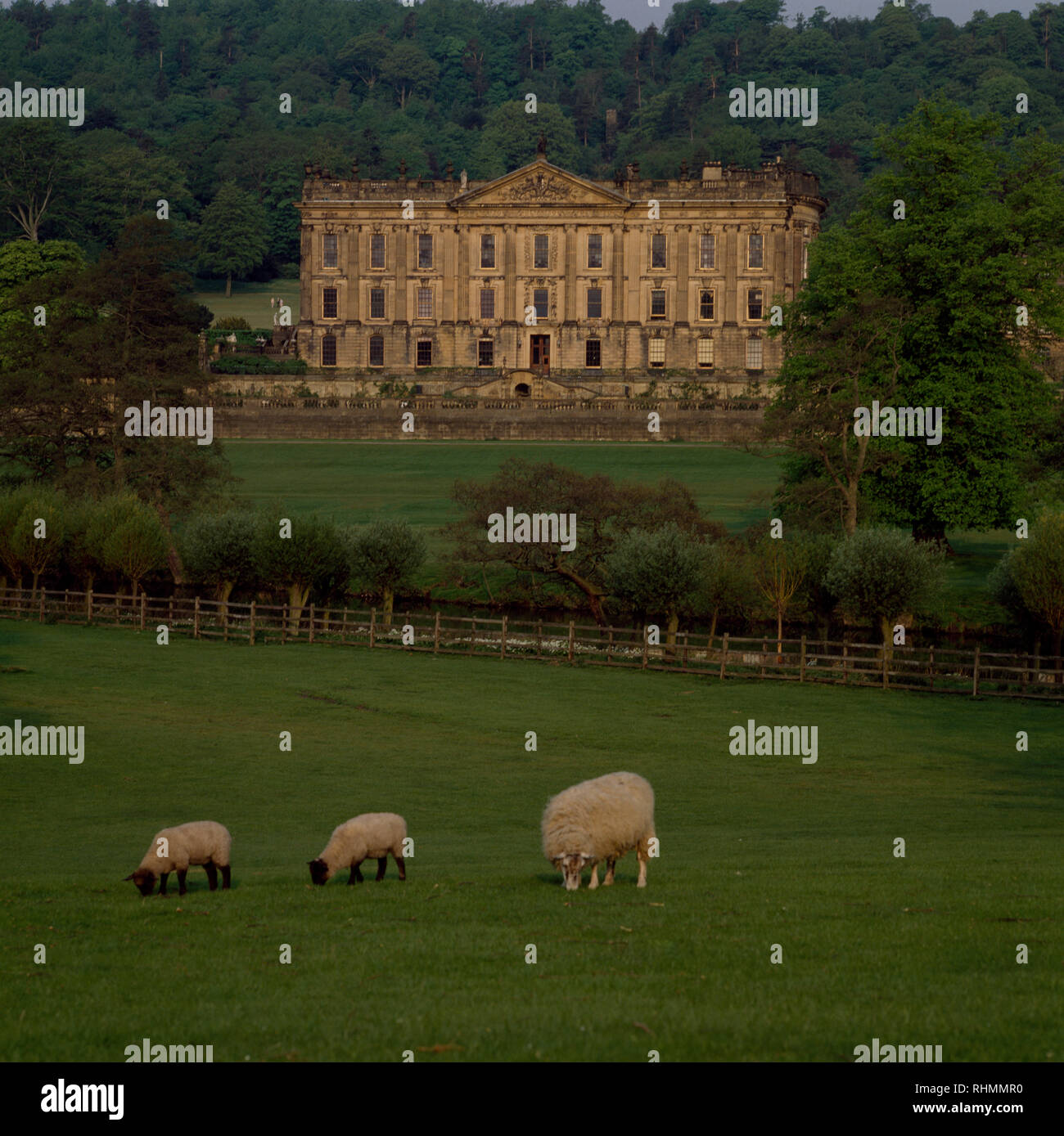 Sheep grazing in field in front of Chatsworth House Stock Photo - Alamy